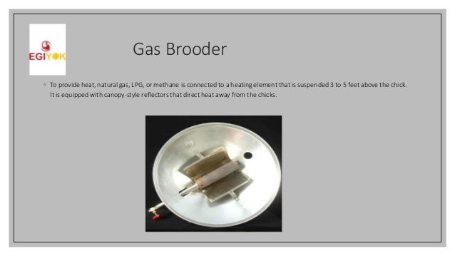 Egg candler and Brooder Equipment in poultry | PPTX