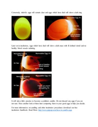 Egg candling | DOCX