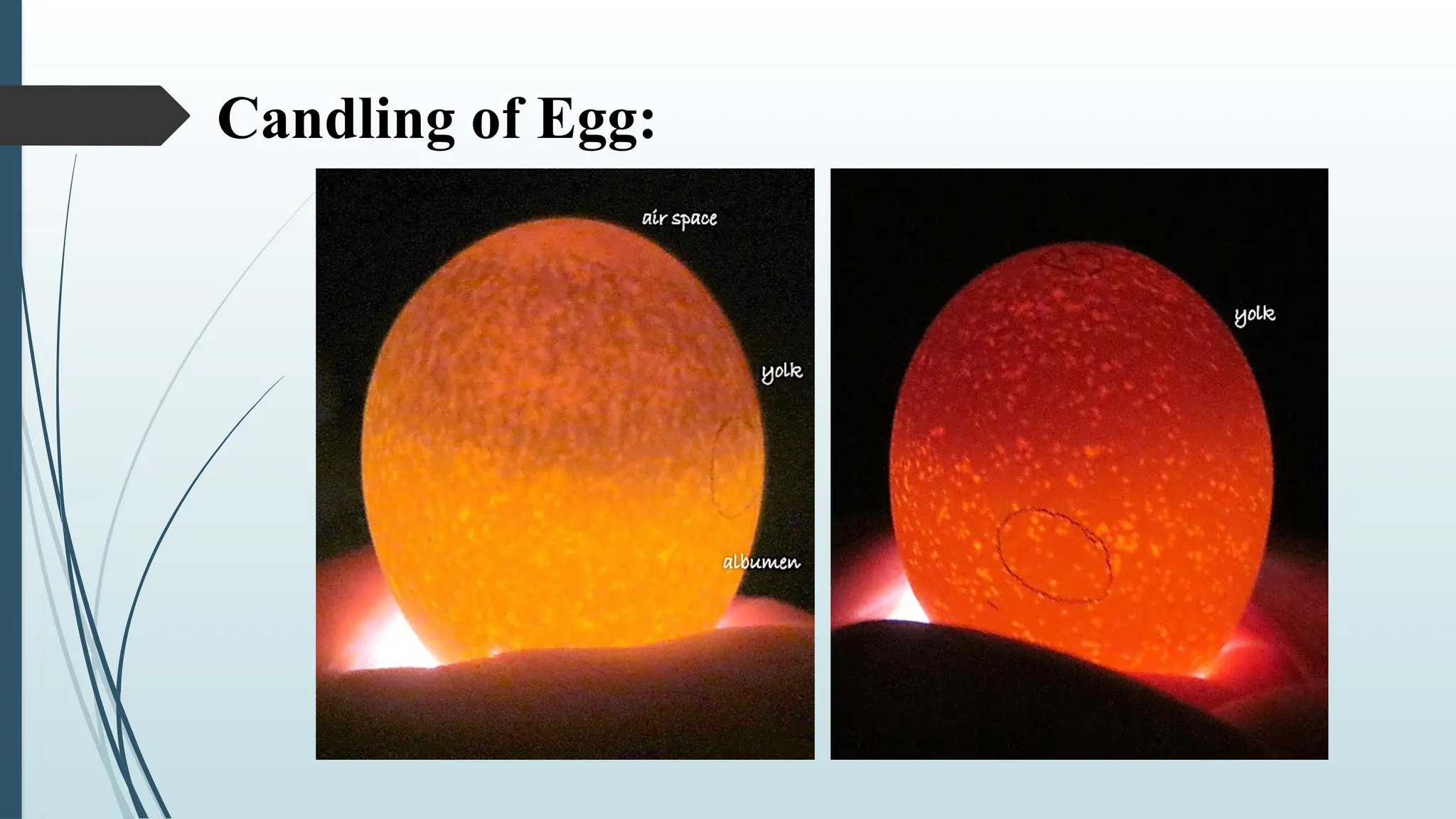 EGG CANDLING to Detect fertilization.pptx