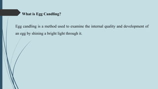 EGG CANDLING to Detect fertilization.pptx