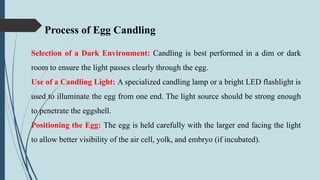 EGG CANDLING to Detect fertilization.pptx