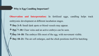 EGG CANDLING to Detect fertilization.pptx
