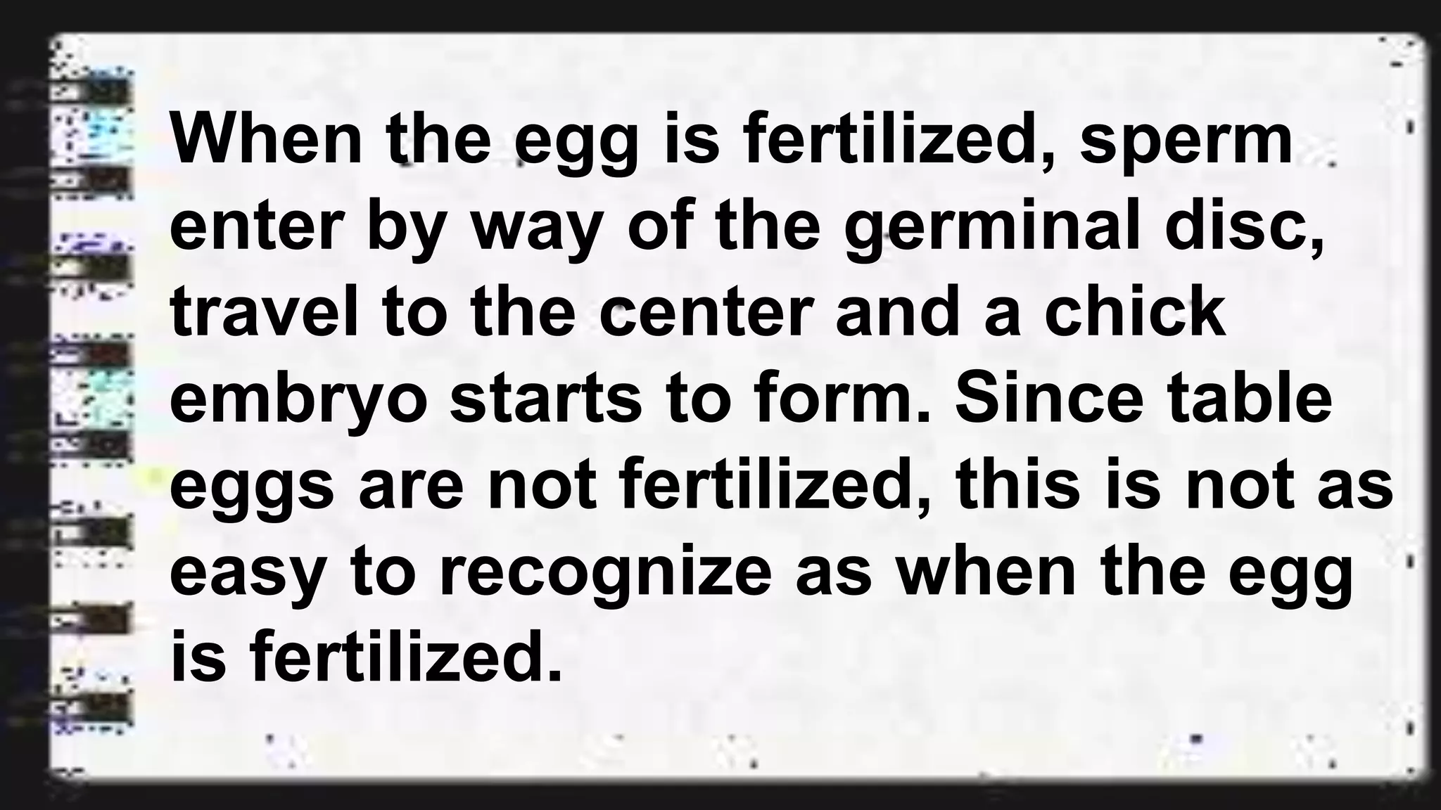 Egg composition.pptx