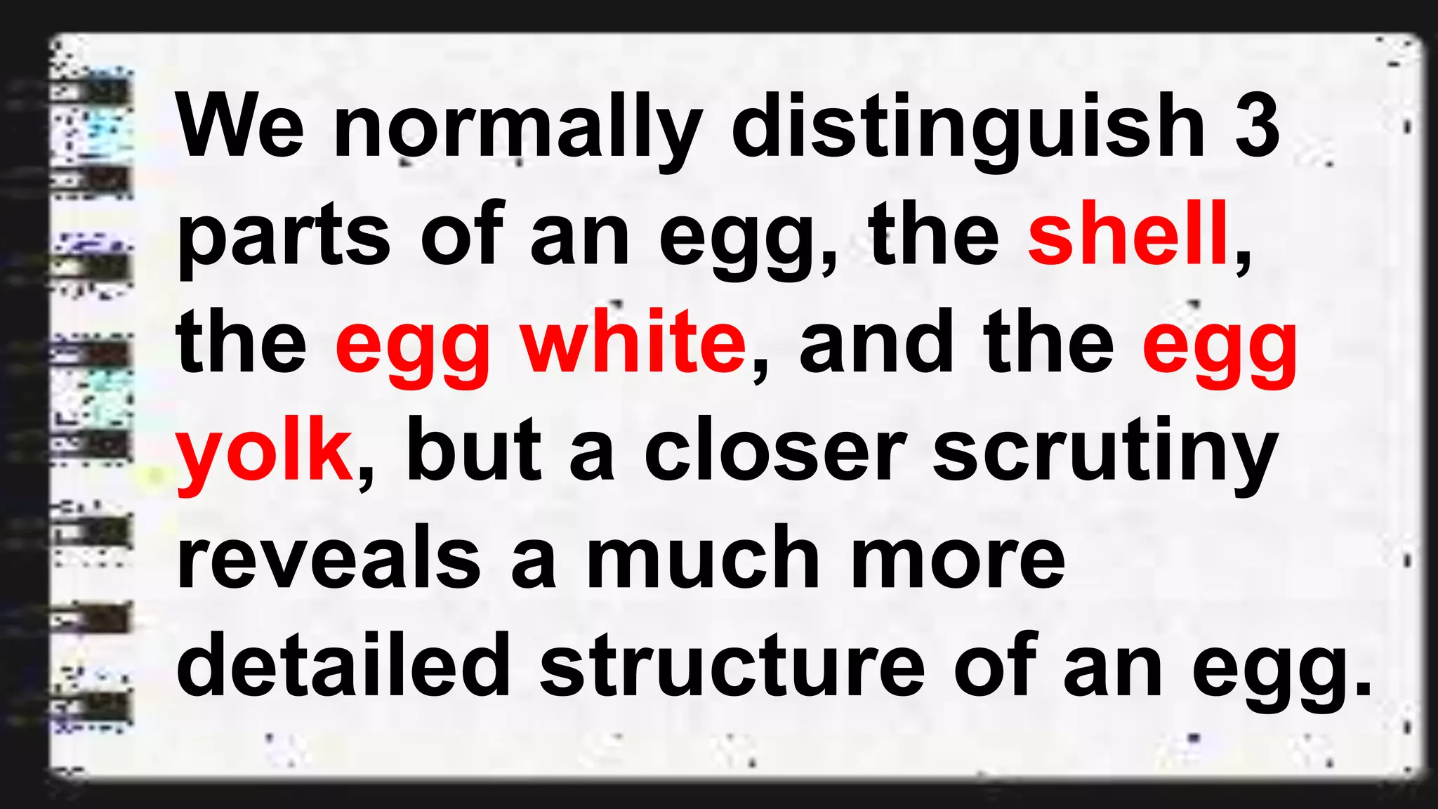 Egg composition.pptx