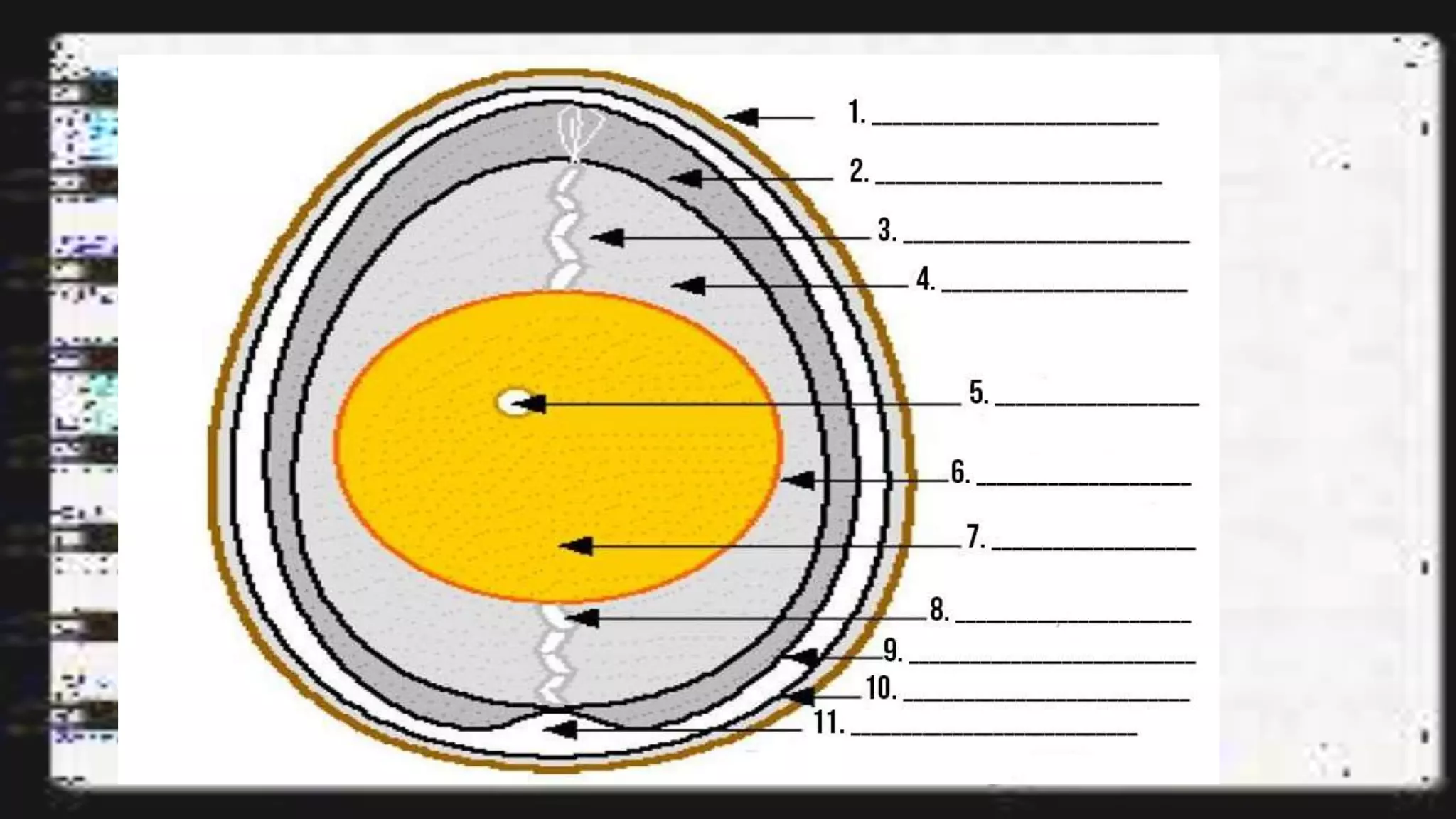 Egg composition.pptx