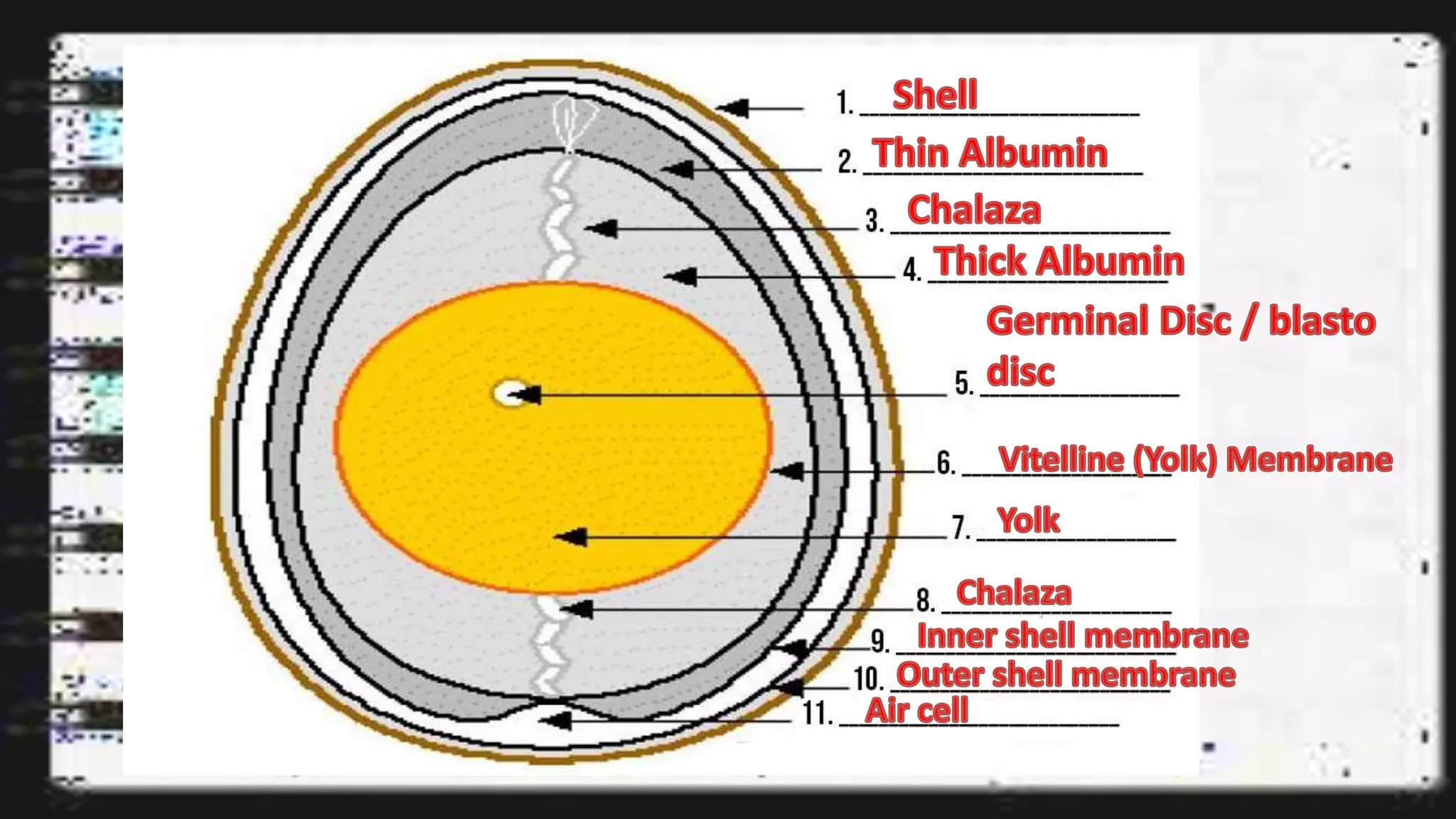 Egg composition.pptx