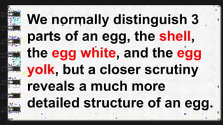Egg composition.pptx