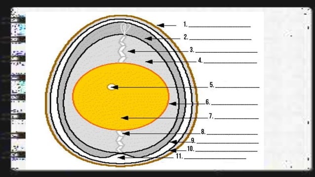 Egg composition.pptx