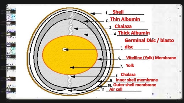 Egg composition.pptx