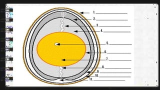 Egg composition.pptx