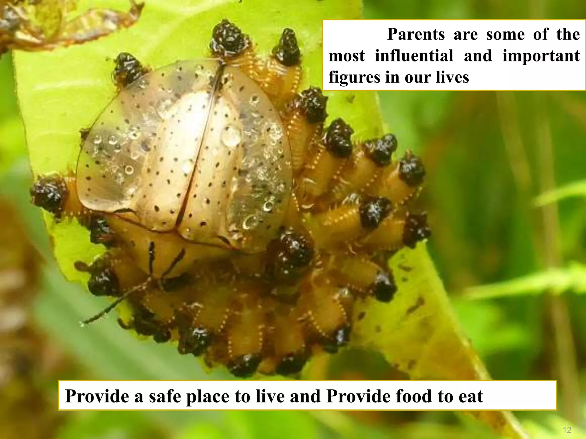 Egg dumping and parental care in insects | PPTX
