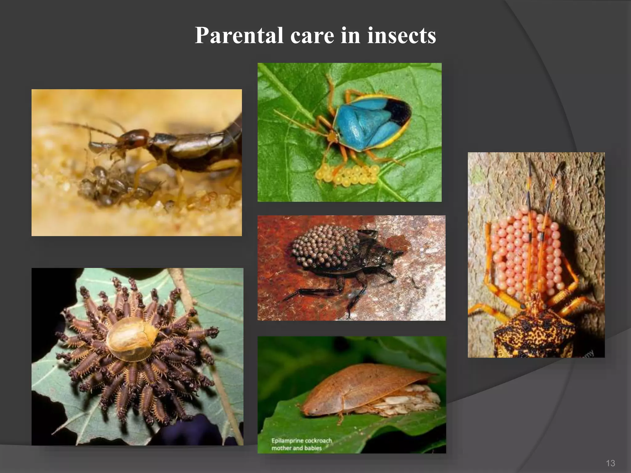 Egg dumping and parental care in insects | PPTX