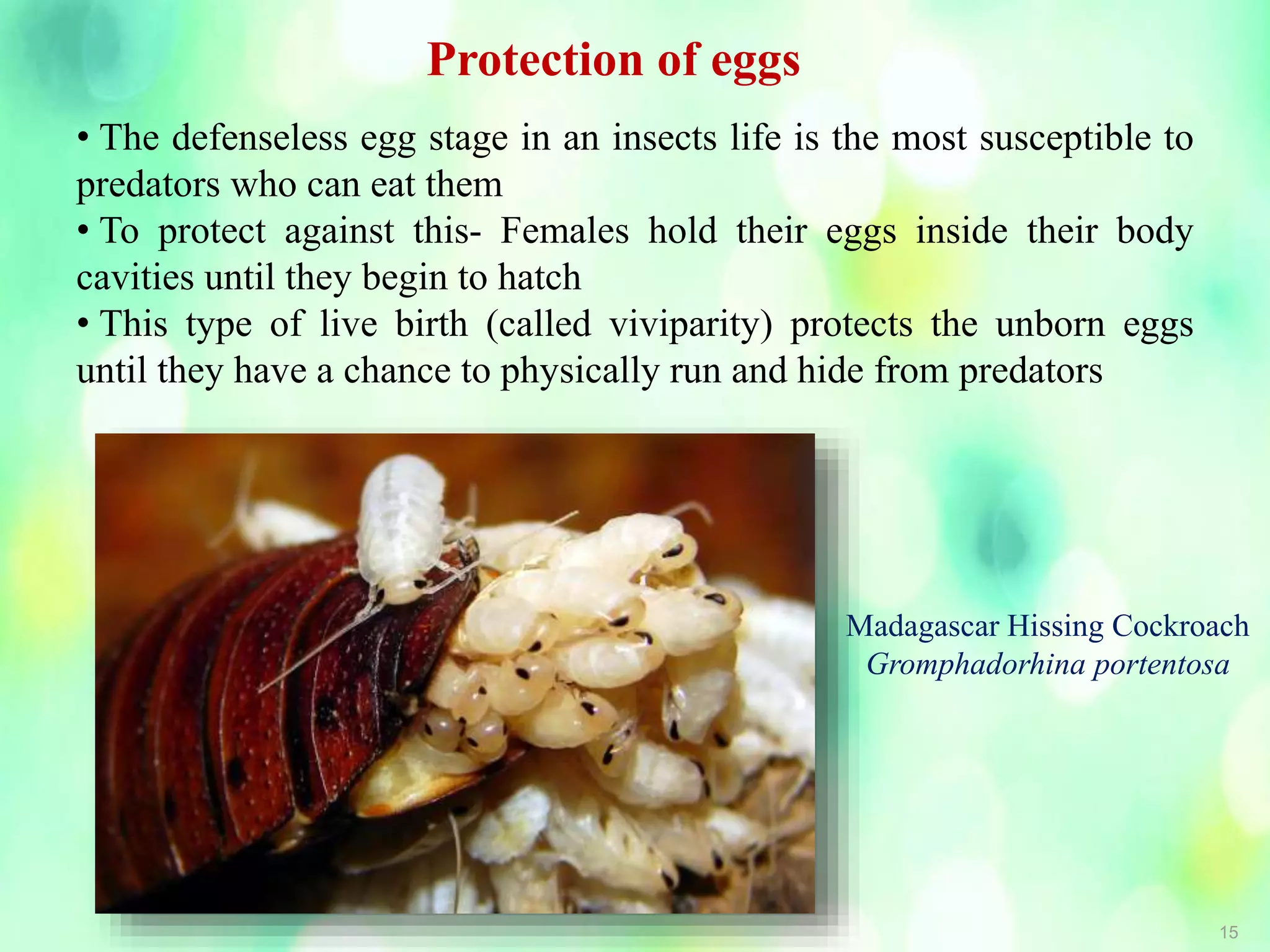 Egg dumping and parental care in insects | PPTX