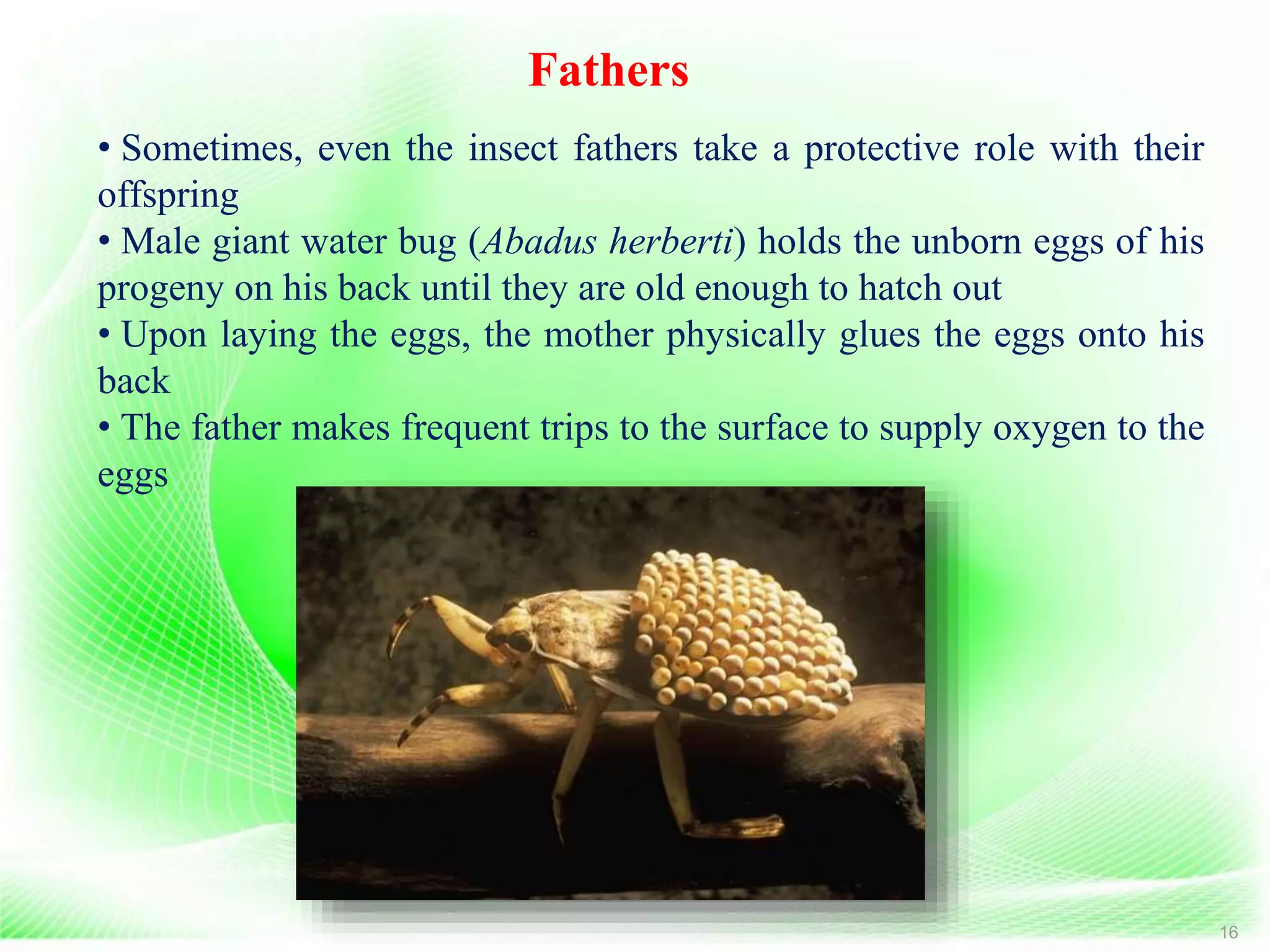 Egg dumping and parental care in insects | PPTX