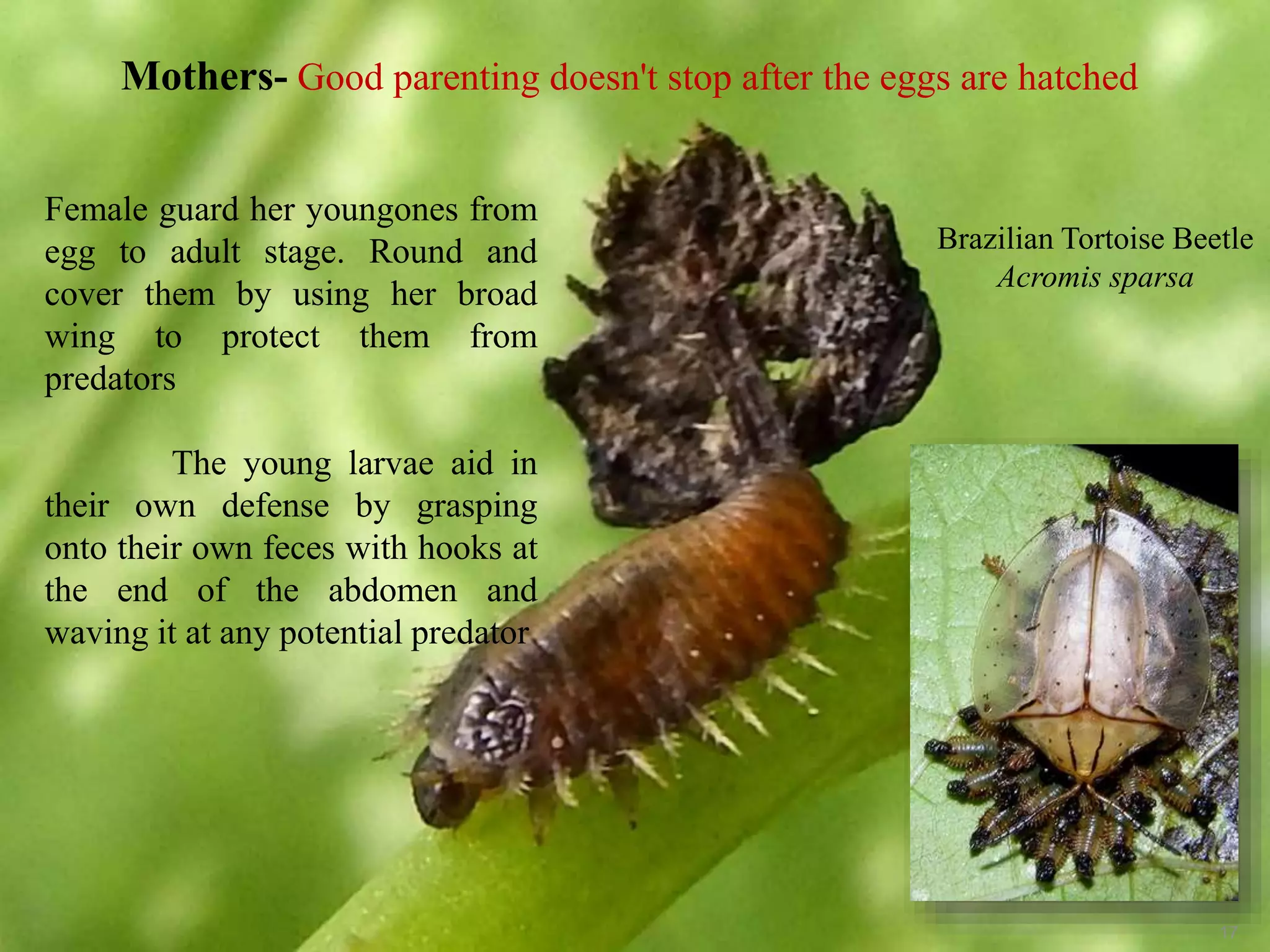 Egg dumping and parental care in insects | PPTX