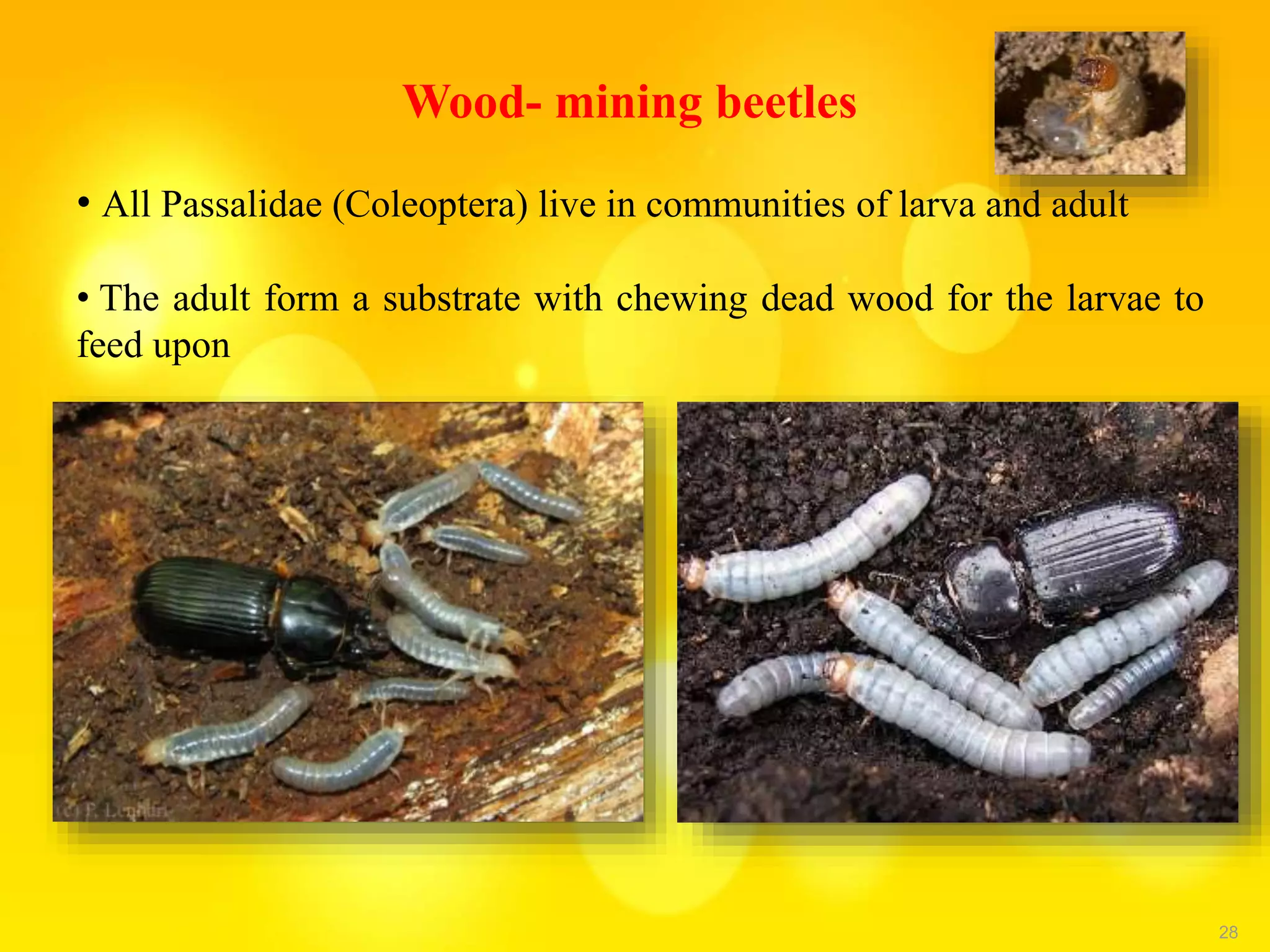 Egg dumping and parental care in insects | PPTX