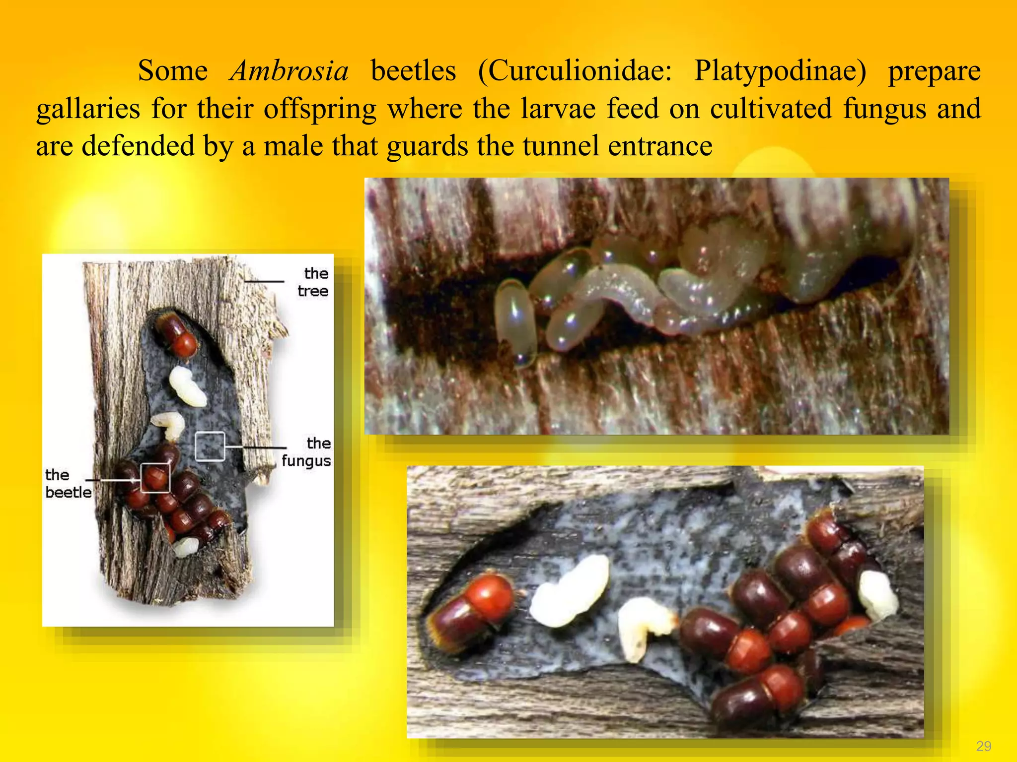 Egg dumping and parental care in insects | PPTX