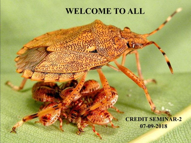 Egg dumping and parental care in insects | PPTX | Parenting Babies and ...