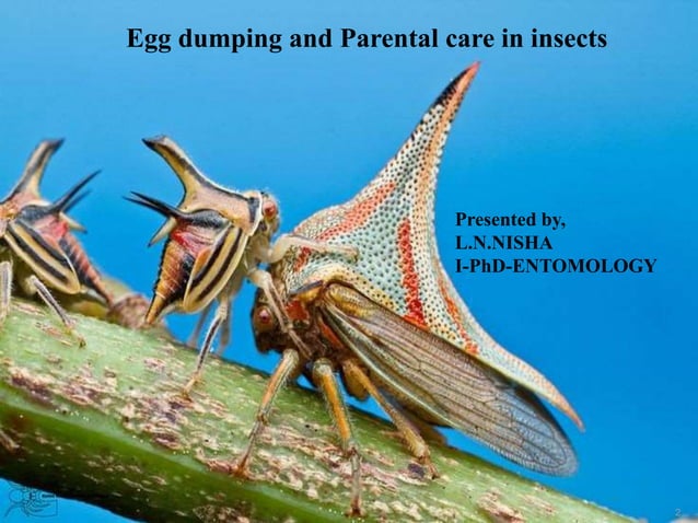 Egg dumping and parental care in insects | PPTX | Parenting Babies and Toddlers | Parenting