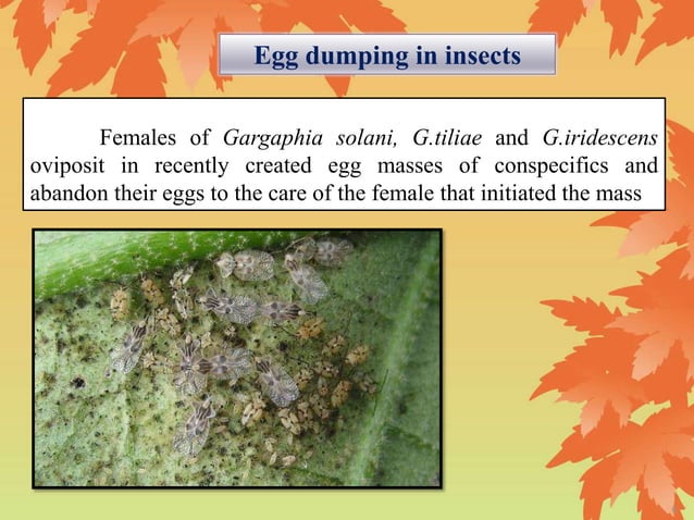Egg dumping and parental care in insects | PPTX | Parenting Babies and ...