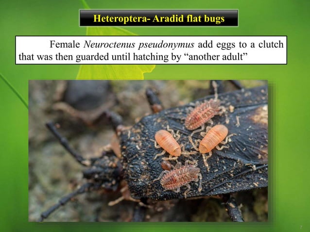 Egg dumping and parental care in insects | PPTX | Parenting Babies and ...