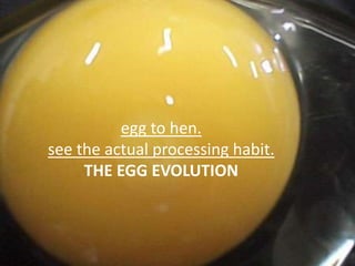 Egg Evolution | PPT