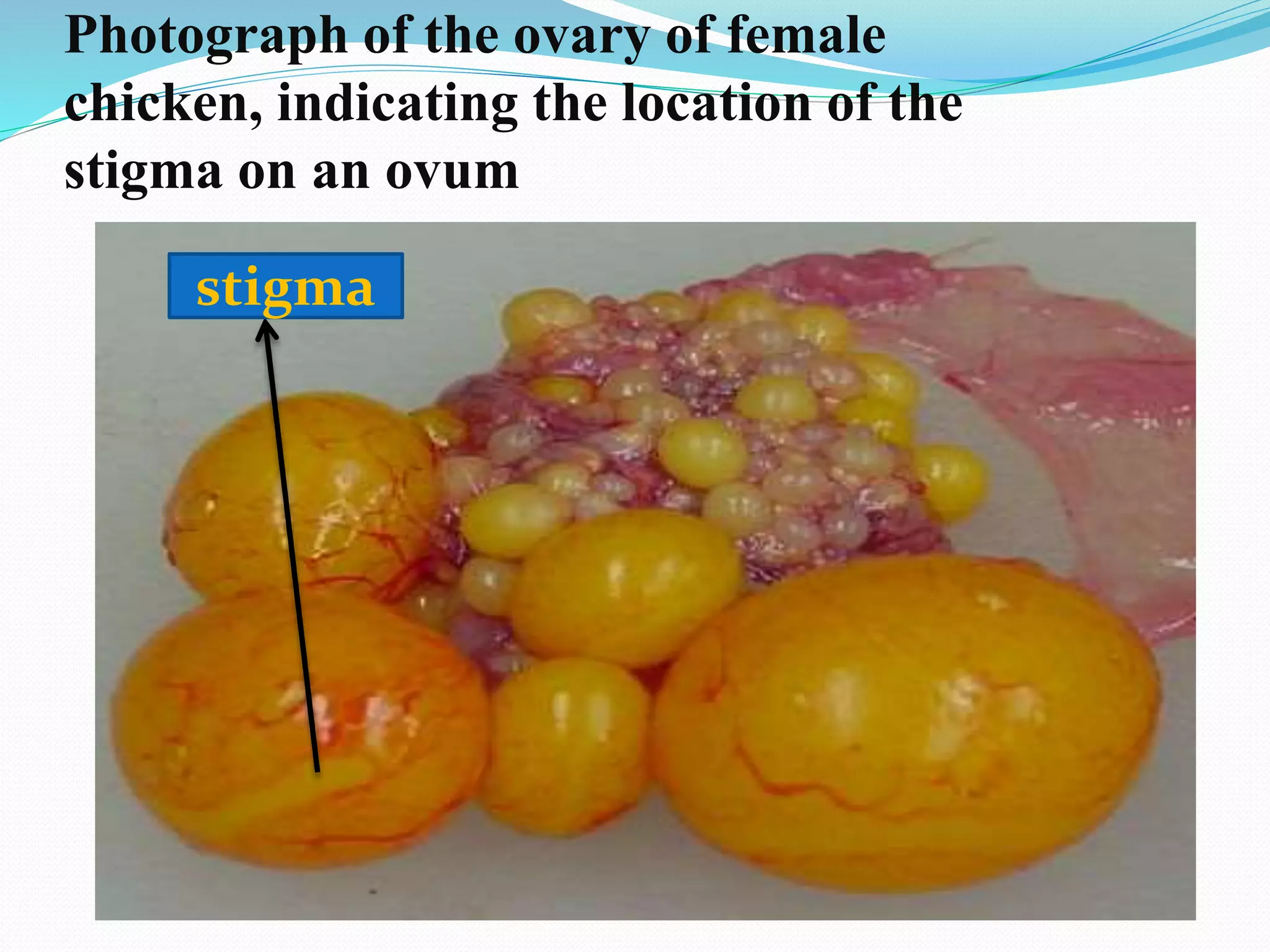 Egg formation | PPTX