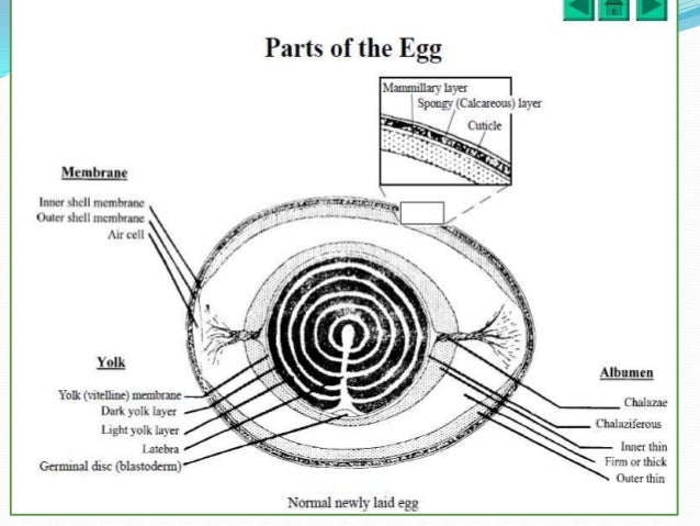 Egg formation