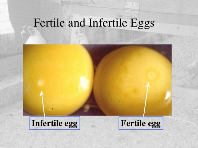 Egg formation