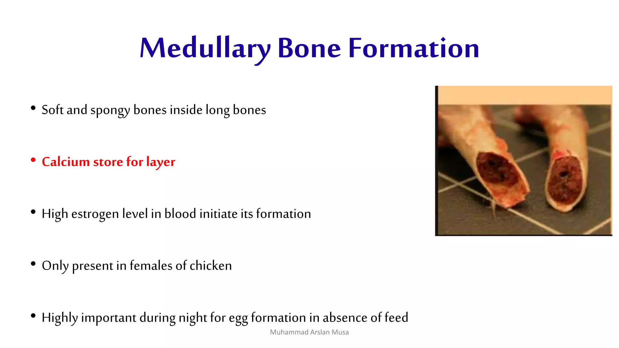 Egg formation process in chicken | PPSX