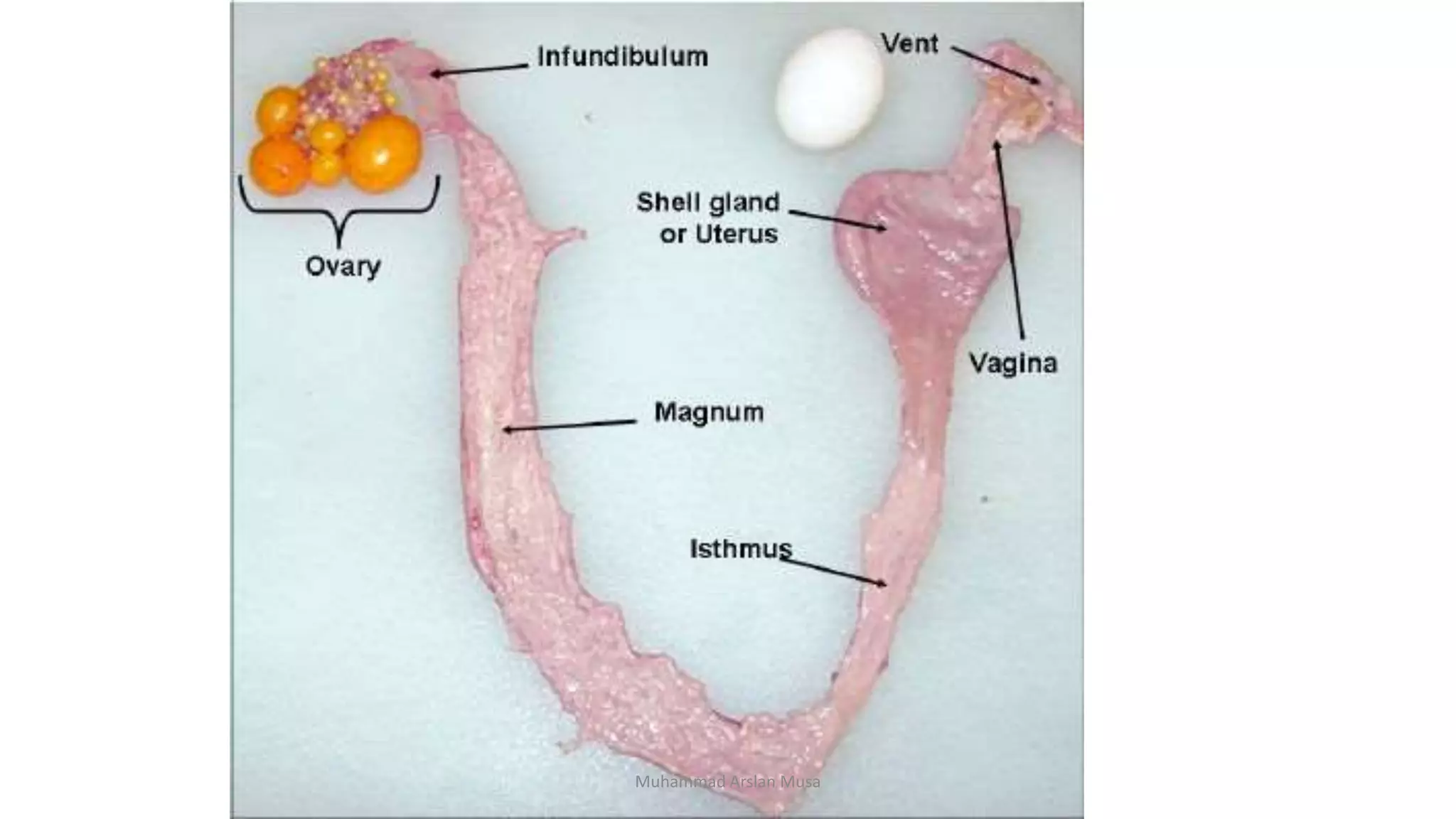 Egg formation process in chicken | PPSX
