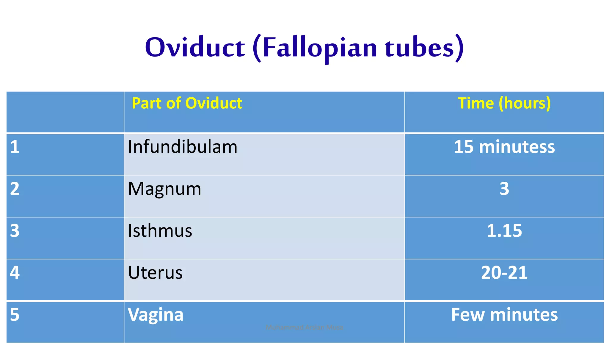 Egg formation process in chicken | PPSX