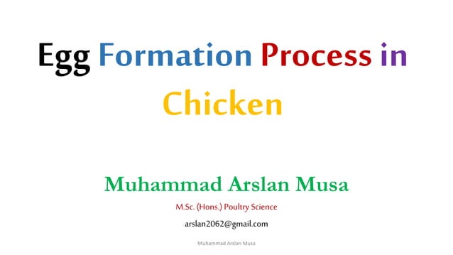Egg formation process in chicken | PPSX