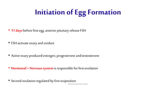 Egg formation process in chicken | PPSX