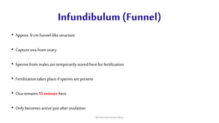 Egg formation process in chicken | PPSX