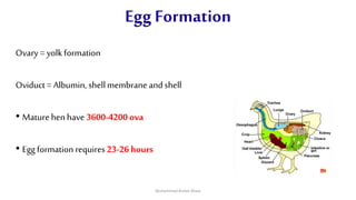 Egg formation process in chicken | PPSX