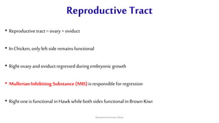 Egg formation process in chicken | PPSX