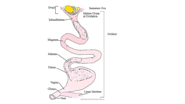 Egg formation process in chicken | PPSX