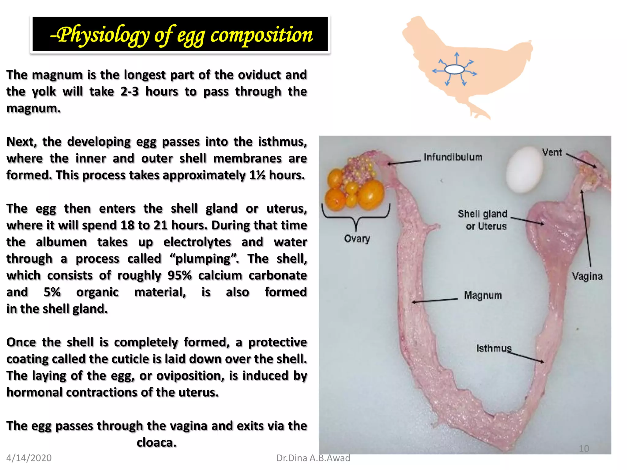 Egg hygiene | PDF