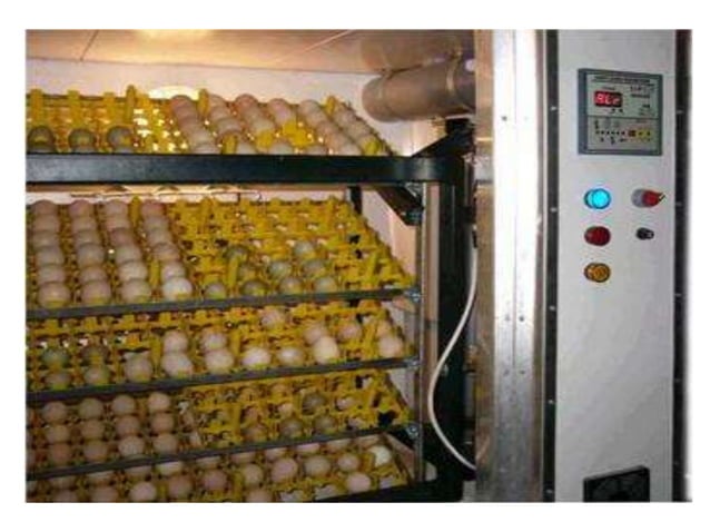 Egg incubation | PPTX