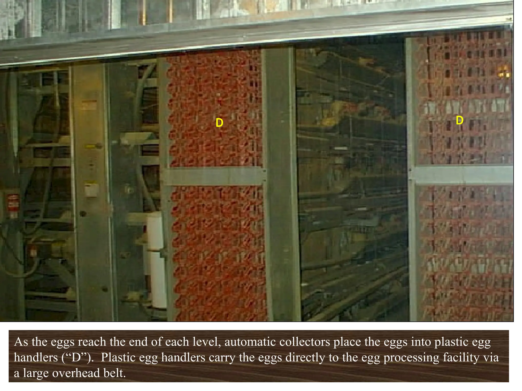 introduction to egg industry- egg industry and NV.pptx
