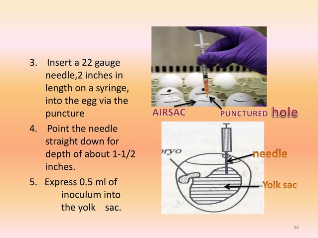 Egg inoculation by Chinithung ngullie (2) | PPTX
