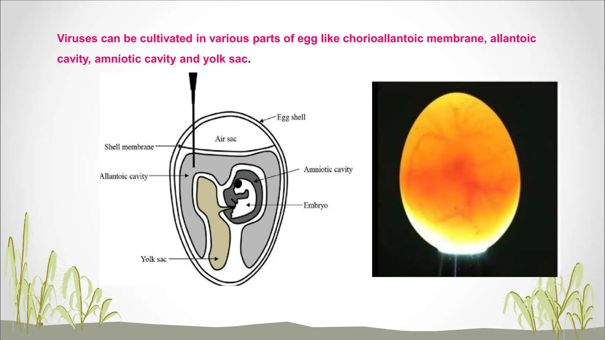 Egg inoculation technique for isolation of animal viruses | PPT