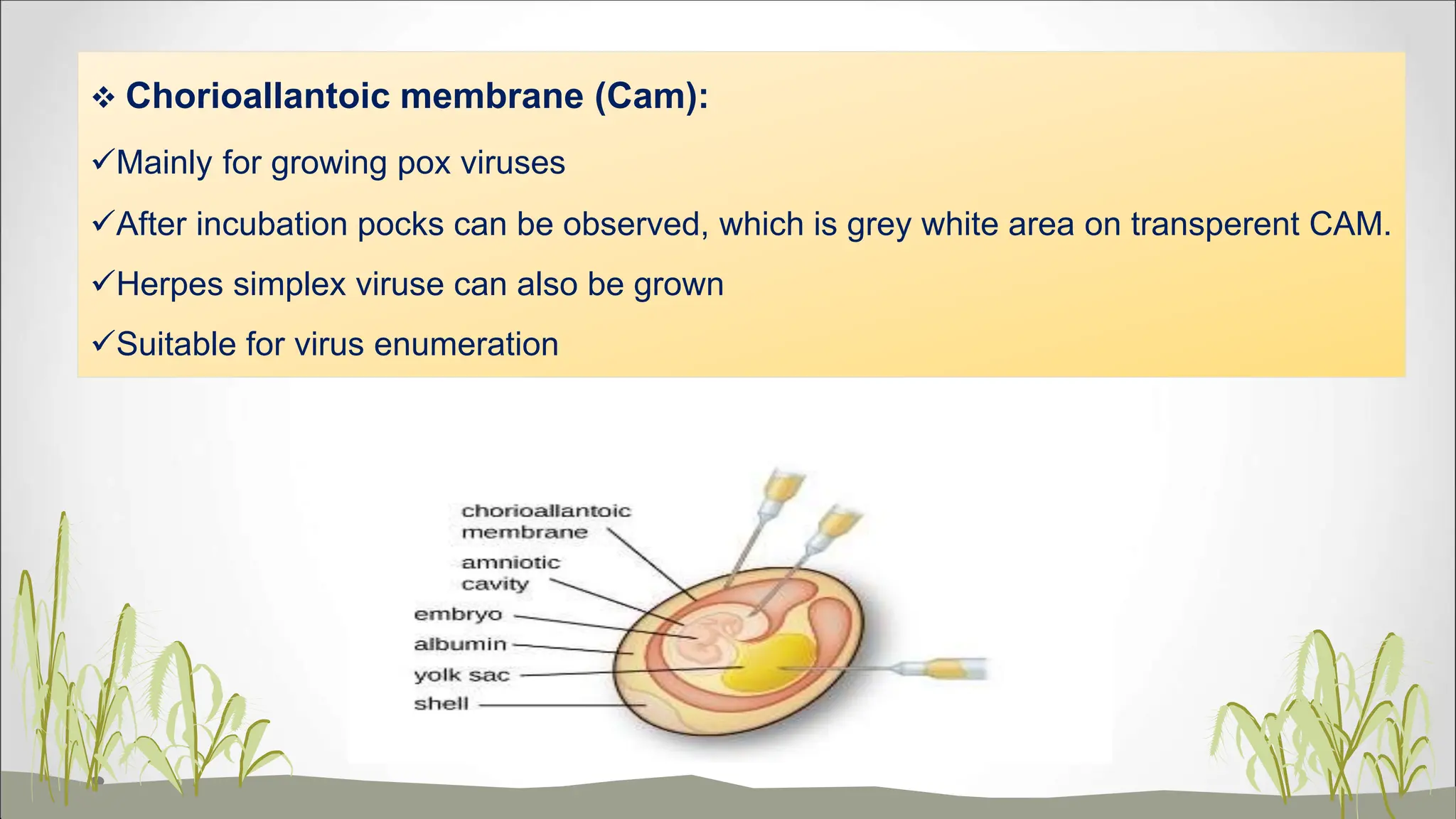 Egg inoculation technique for isolation of animal viruses | PPT