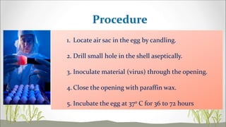 Egg inoculation technique for isolation of animal viruses | PPT