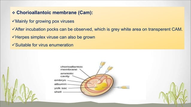 Egg inoculation technique for isolation of animal viruses | PPT
