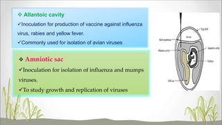 Egg inoculation technique for isolation of animal viruses | PPT