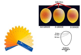 factors effecting Egg internal quality | PPTX
