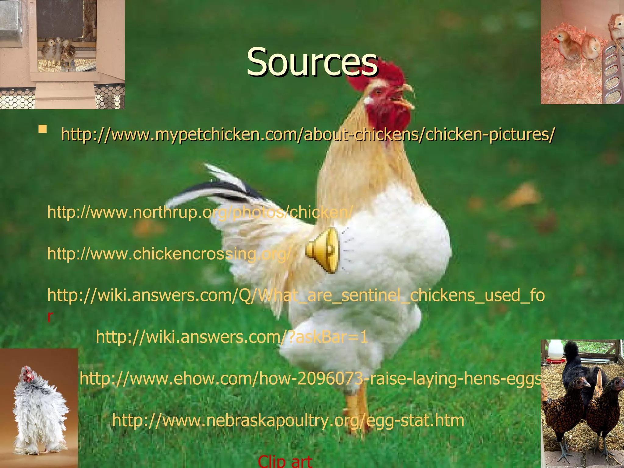 Egg Layer Chickens Sami | PPT