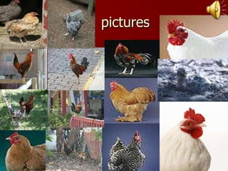 Egg Layer Chickens Sami | PPT